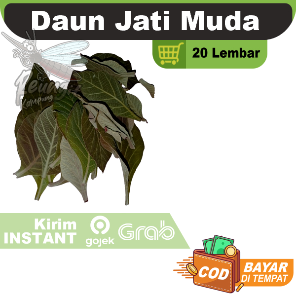 Jual Daun Jati Muda Kecil - Sedang Pucuk Per 20 Lembar Pewarna Makanan ...