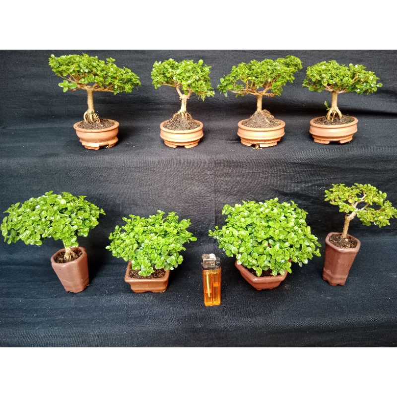 Jual bonsai sancang shito mini sudah jadi dan sudah pake pot kramik dan ...