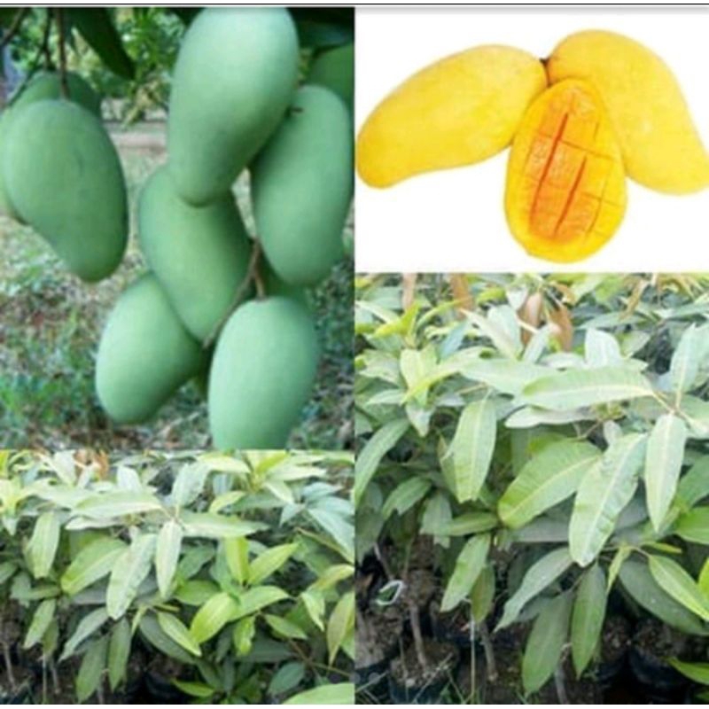 Jual bibit mangga chokanan panjang 1 meter up batang besar (berbunga ...