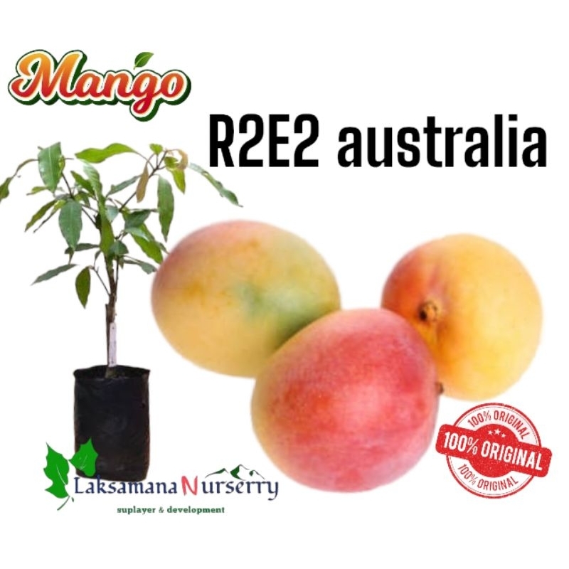 Jual BIBIT MANGGA R2E2 AUSTRALIA( BERVALIDALITAS 100%) | Shopee Indonesia