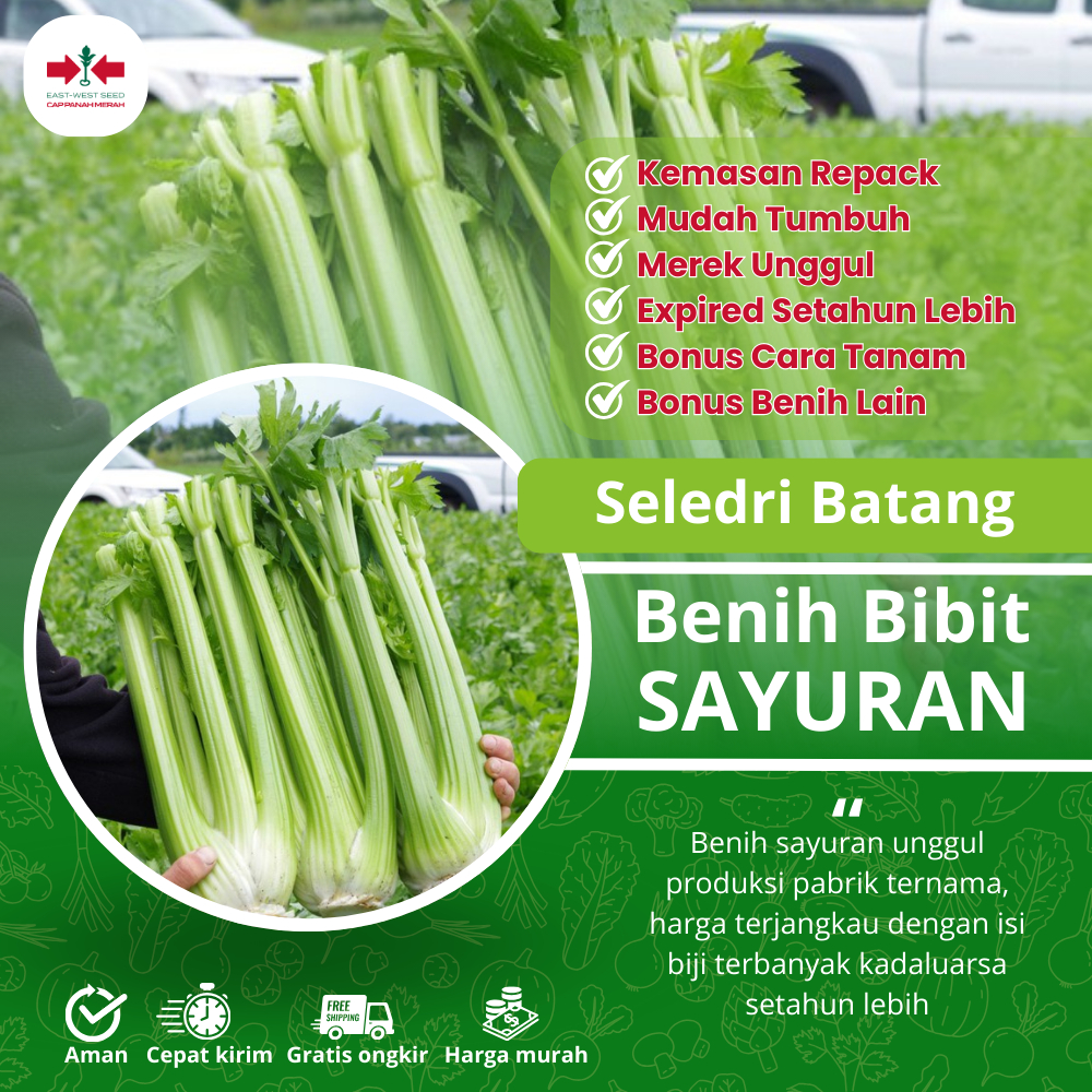 Jual SUTAN Bibit Sayuran Seledri Batang Besar Unggul Benih Tanaman ...