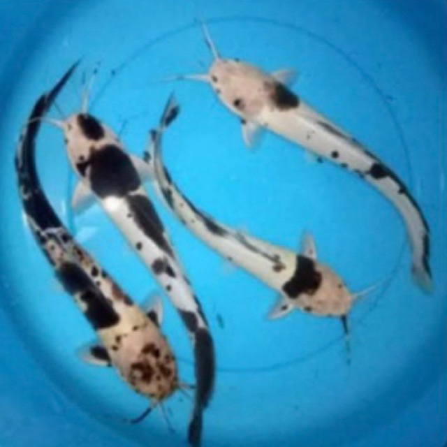 Jual BIBIT LELE SAPI PER EKOR / ANAK LELE SAPI / BENIH LELE SAPI CM ...