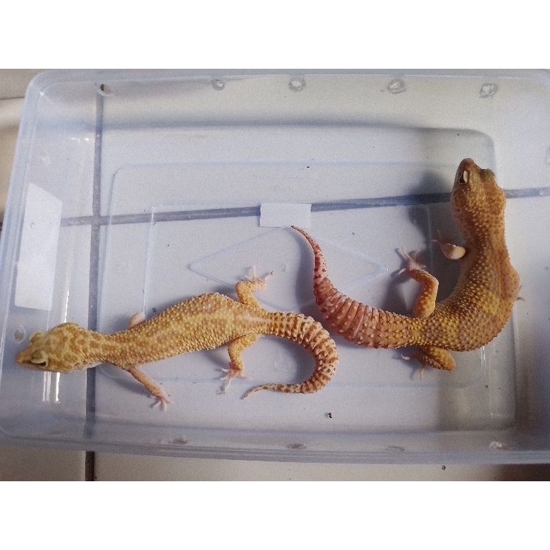 Jual boneka Leopard gecko pasangan murah sesuai foto | Shopee Indonesia