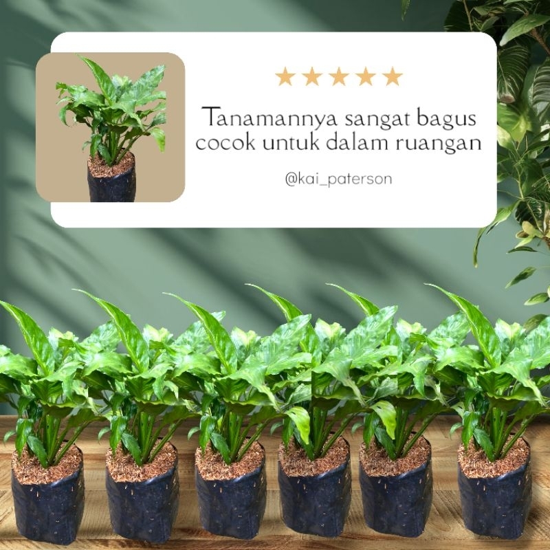 Jual tanaman peace lili lokal cocok untuk tanaman teras, tanaman hias ...