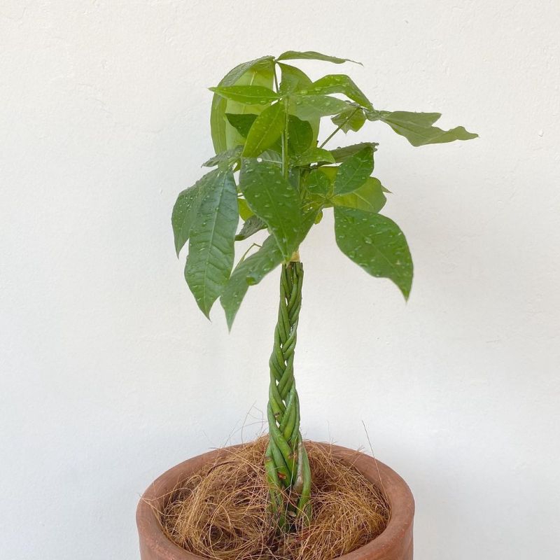 Jual Pohon pachira kepang 9/pohon uang | Shopee Indonesia