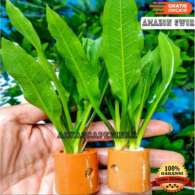 Jual Amazon Sword low co2 media pot harga untuk 1 pot tanaman aquascape ...