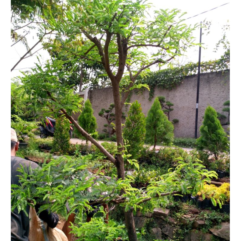 Jual pohon asem jawa tinggi 1.5-2 meter | Shopee Indonesia