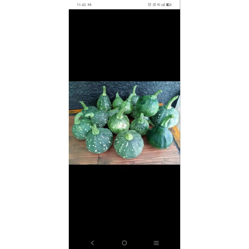 Jual Labu / Pumpkin (Muda) | Shopee Indonesia