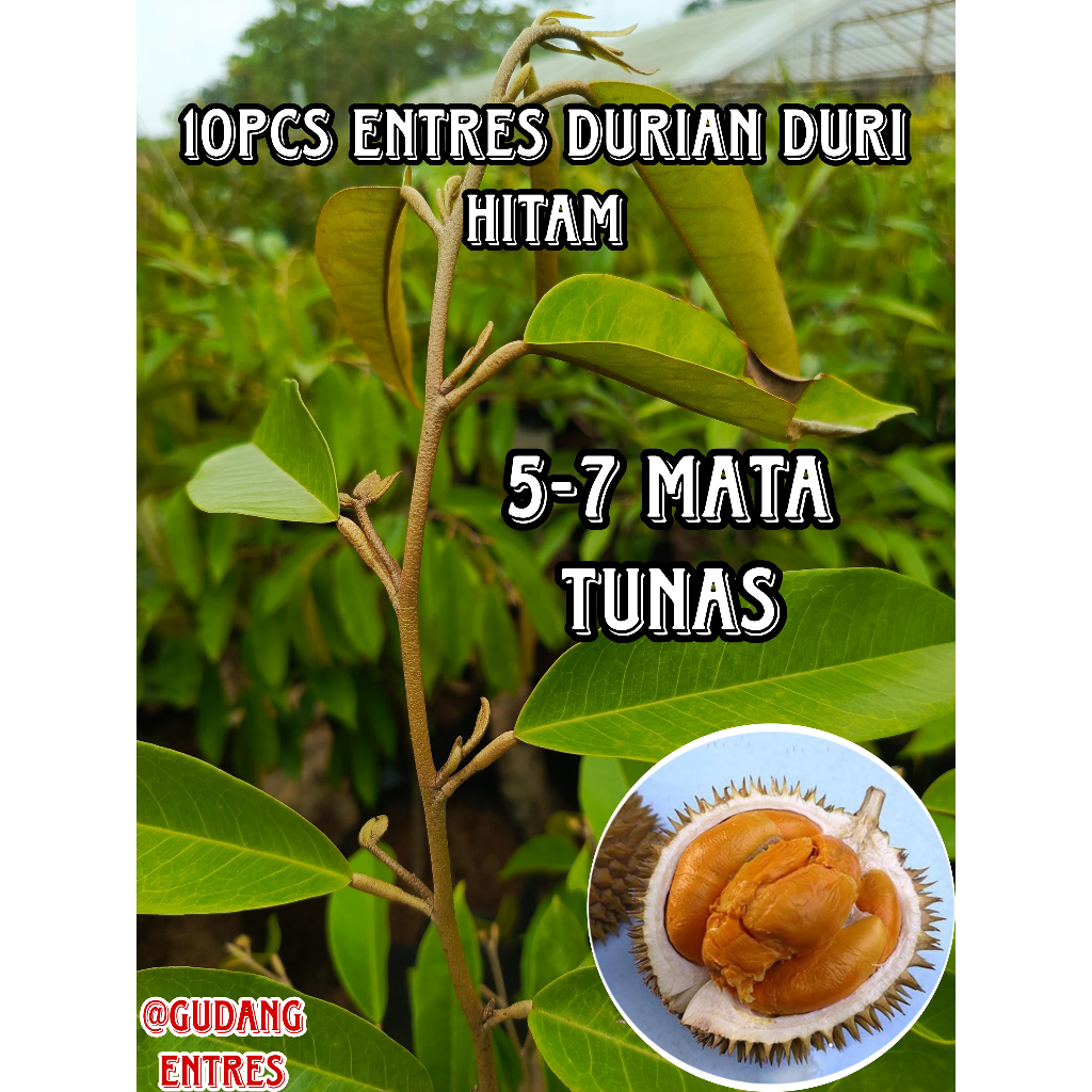 Jual Bundling 10 Pcs Entres Mata Tunas Durian Duri hitam Ochee Super ...