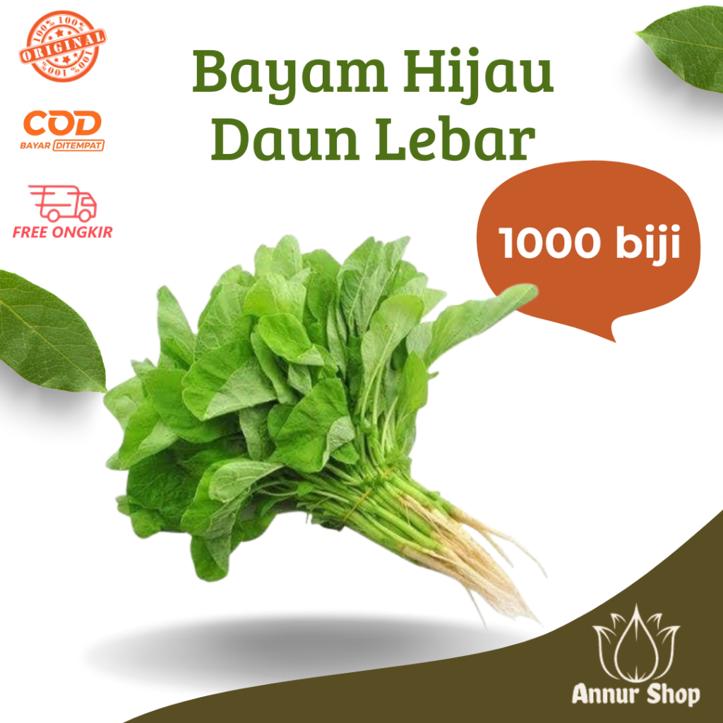 Jual 1000 Biji Benih Bayam Hijau daun lebar | Shopee Indonesia
