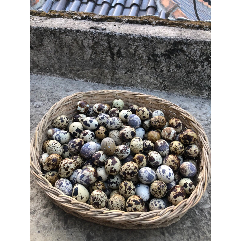 Jual Telor puyuh langsung dari peternakan (1papan 30 butir) | Shopee ...