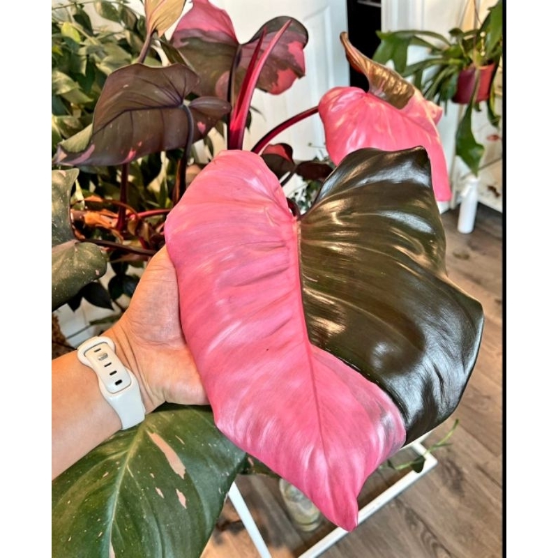 Jual Tanaman Hias Philodendron Pink Princes / Philo Pink Princes ...