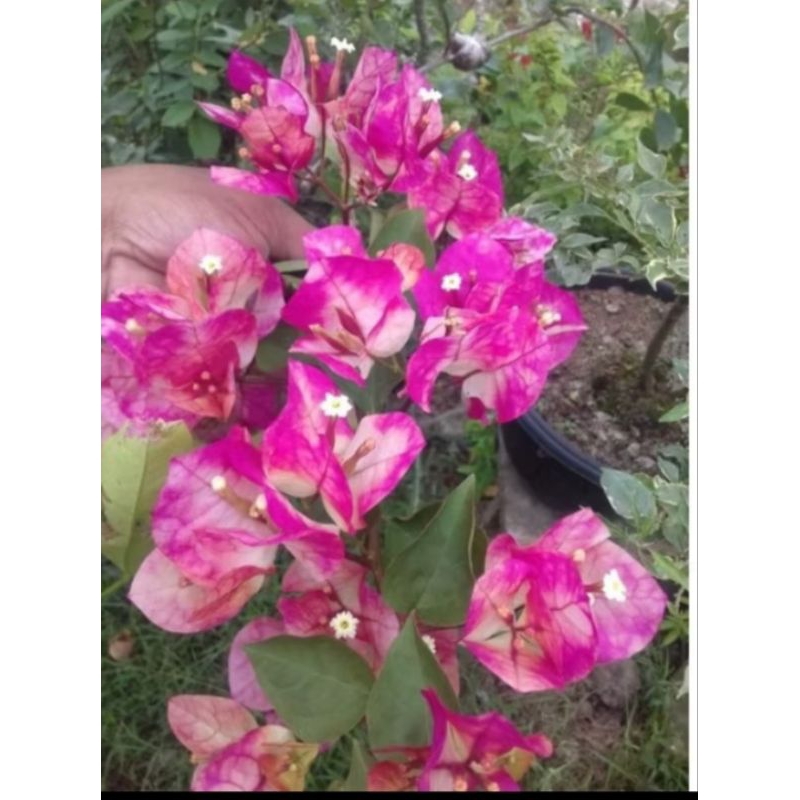 Jual Bougenville citra india | Shopee Indonesia