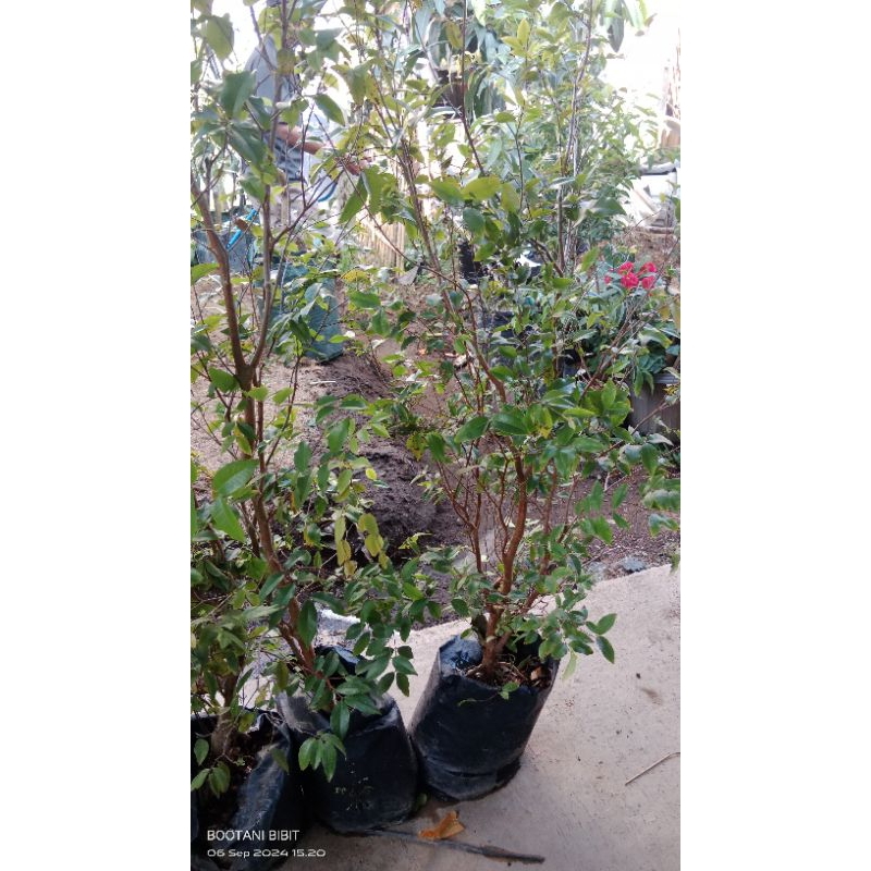 Jual Anggur Pohon Precco 1mtr+ menjelang bunga | Shopee Indonesia