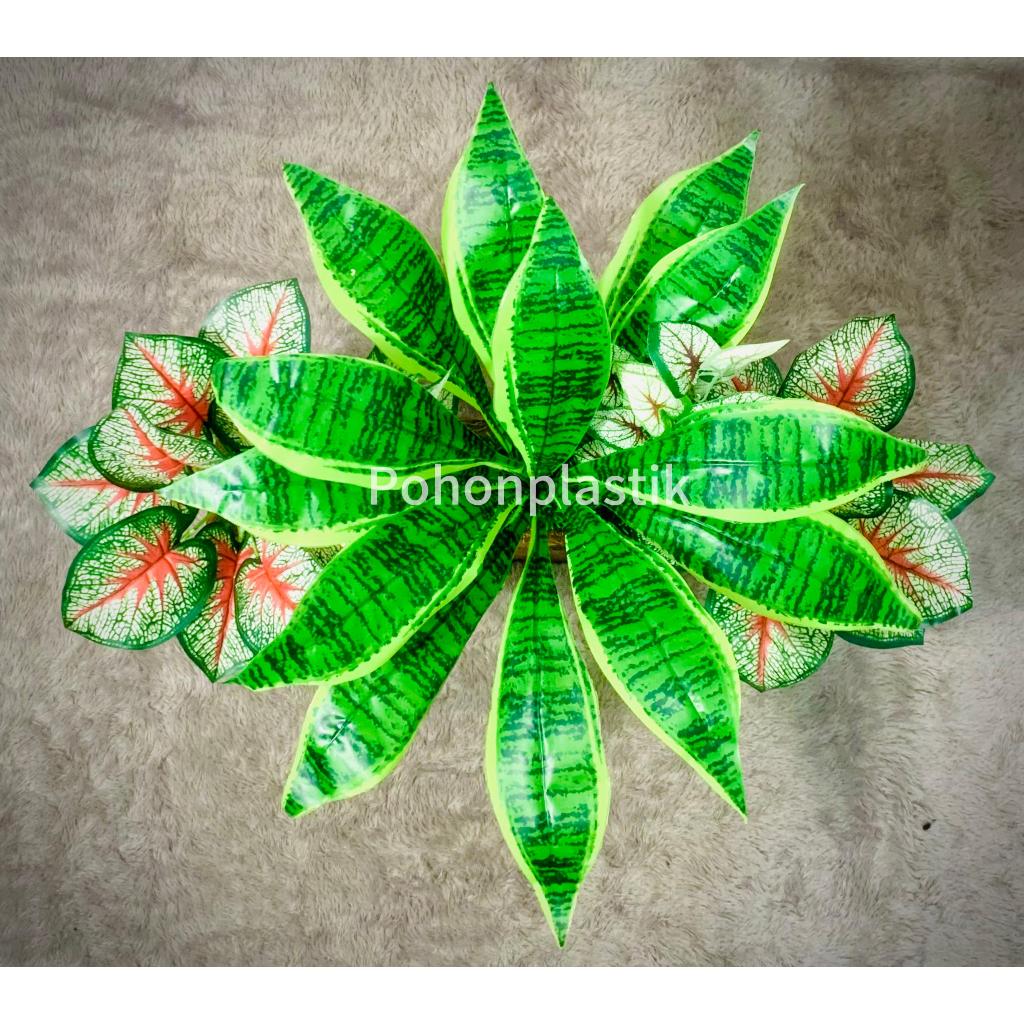 Jual Partisi tanaman daun hijau keladi Lidah mertua hijau / hiasan ...