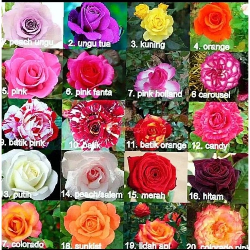 Jual Tanaman hias bunga mawar hidup siap berbunga bebas pilih warna ...