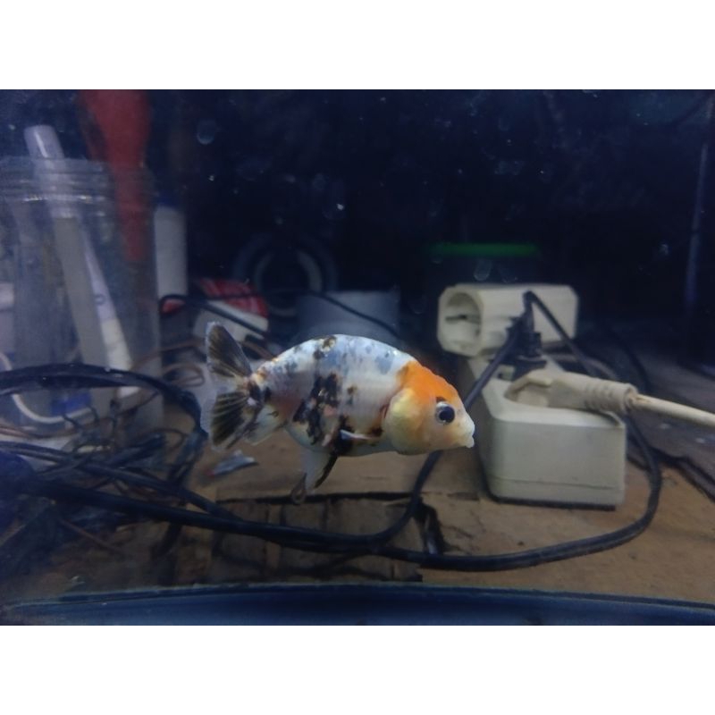 Jual koki ranchu sapi sapi an berjambul | Shopee Indonesia