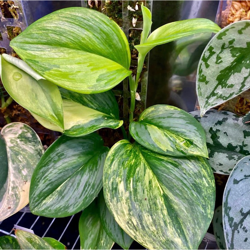 Jual Scindapsus rubicorn (treubii moonlight variegata kuning) | Shopee ...