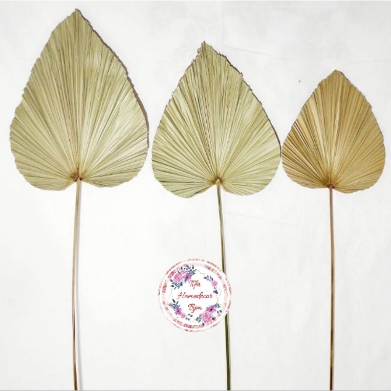 Jual DAUN PALEM KERING AESTHETIC | Shopee Indonesia