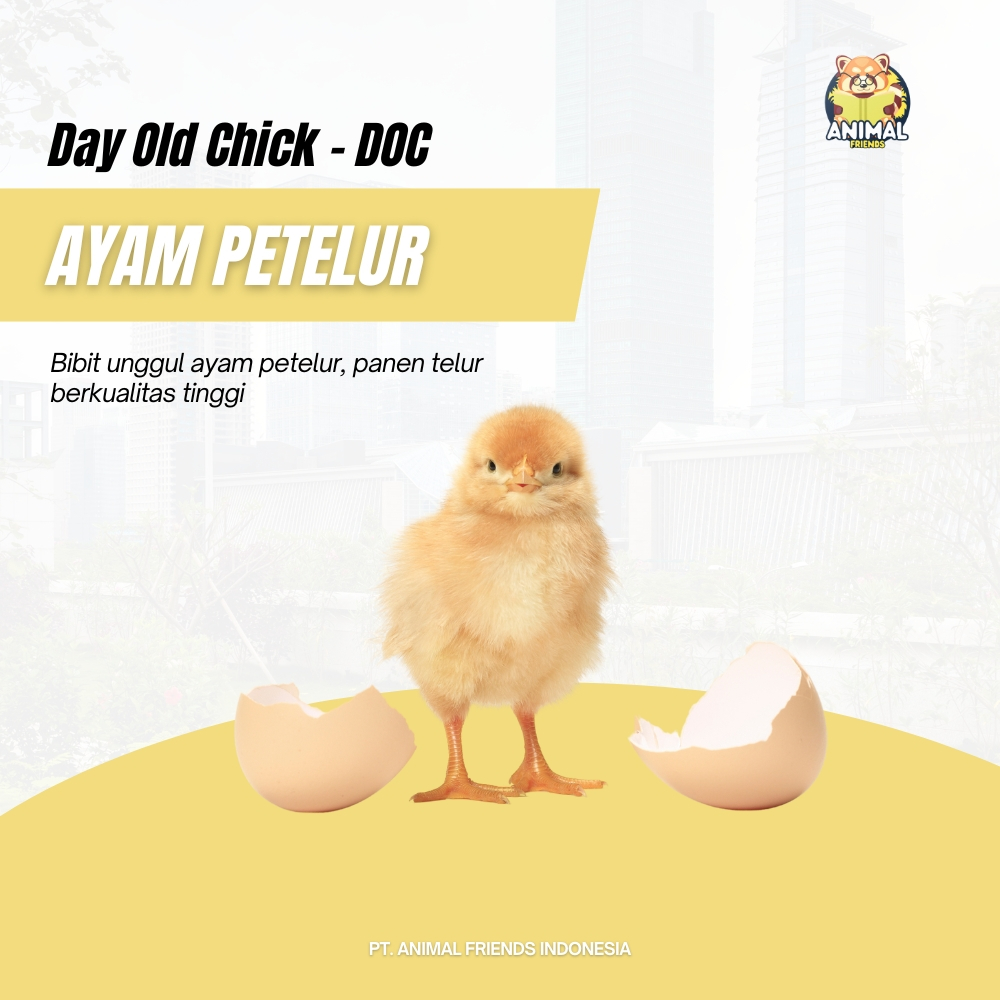 Jual DOC Ayam Petelur Betina / Bibit Ayam Petelur 1 Box Isi 100 Ekor ...