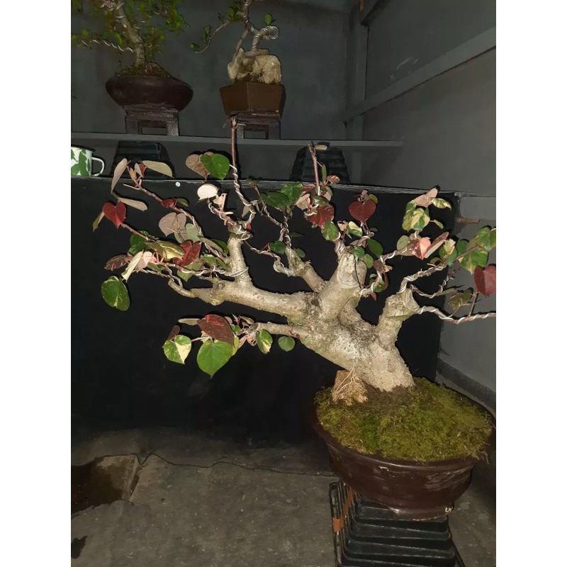 Jual bonsai waru variegata KakJennes | Shopee Indonesia