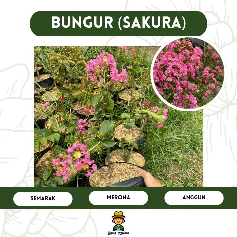 Jual Bibit Bunga Sakura Pink Bungur Pink Lokal Tanaman Berbunga Merah ...