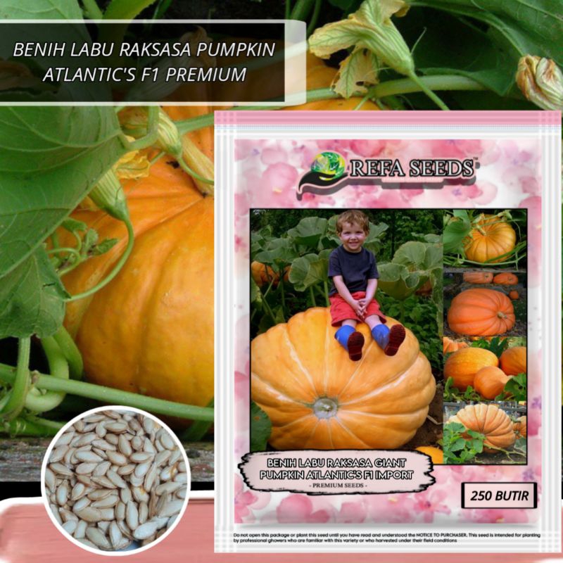 Jual Isi (250 Butir) Benih Labu Raksasa Atlantic's F1 Original Kemasan ...
