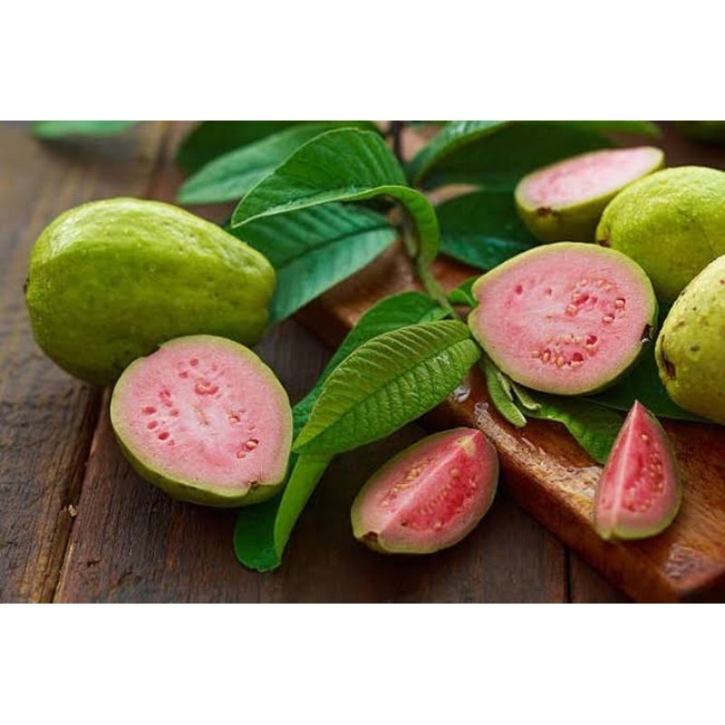 Jual Jambu Merah | Shopee Indonesia