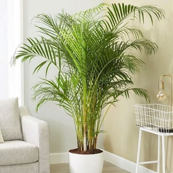 Jual pohon palm kuning rumpun tanaman hias palem kuning rumpun | Shopee ...