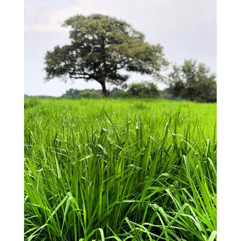 Jual GRASS SEED BRACHIARIA DECUMBENS Benih rumput Signal 1kg 100% ...