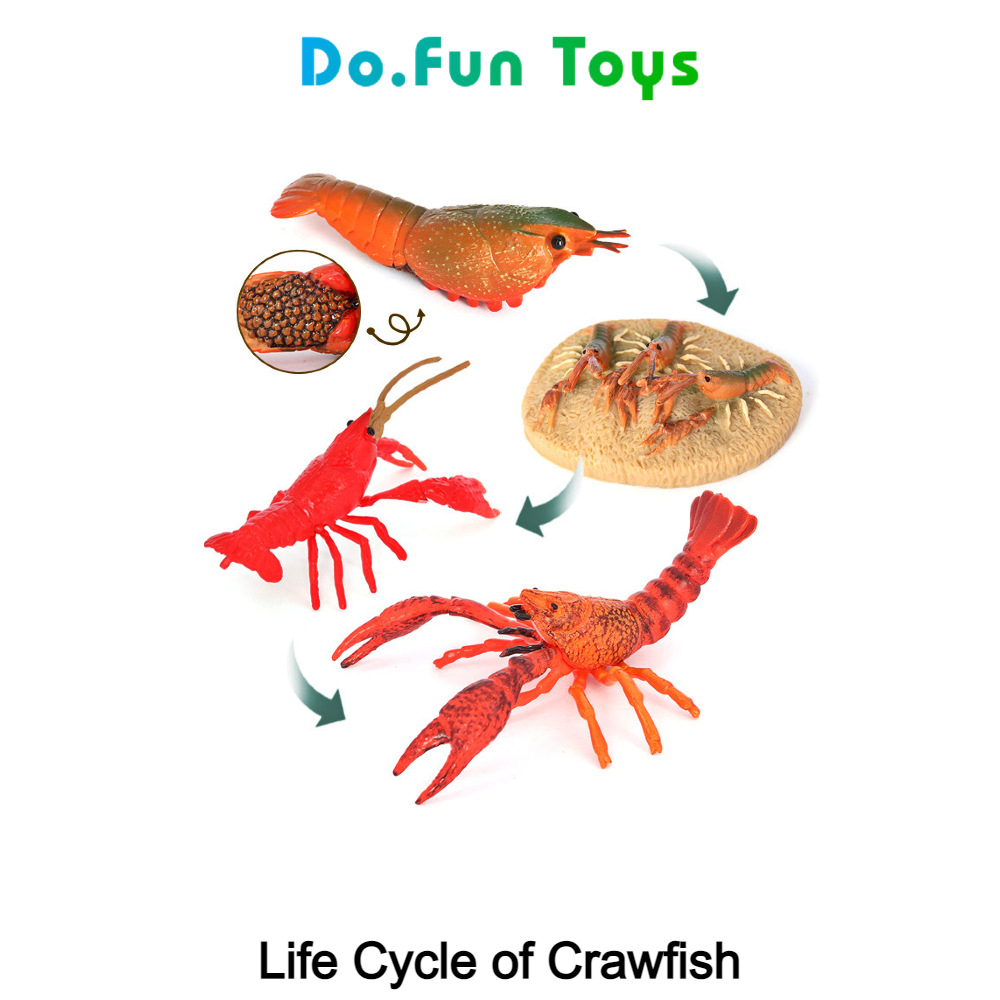 Jual Animal Figure Life Cycle of Crayfish / Siklus Hidup Lobster Air ...