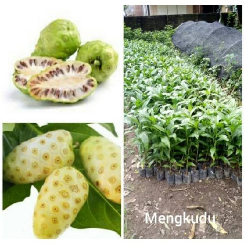 Jual BiBit Pohon Menkudu, Tanaman Herbal Mengkudu pohon pace | Shopee ...