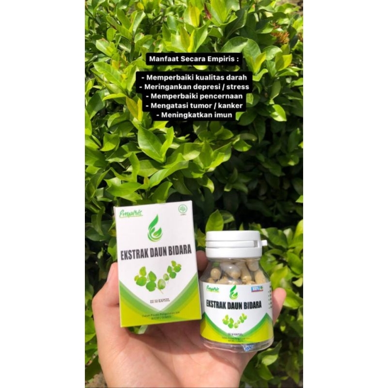 Jual Ekstrak Daun Bidara | 50 Kapsul | Mengatasi Tumor dan kanker ... Jual Ekstrak Daun Bidara | 50 Kapsul | Mengatasi Tumor dan kanker ...
