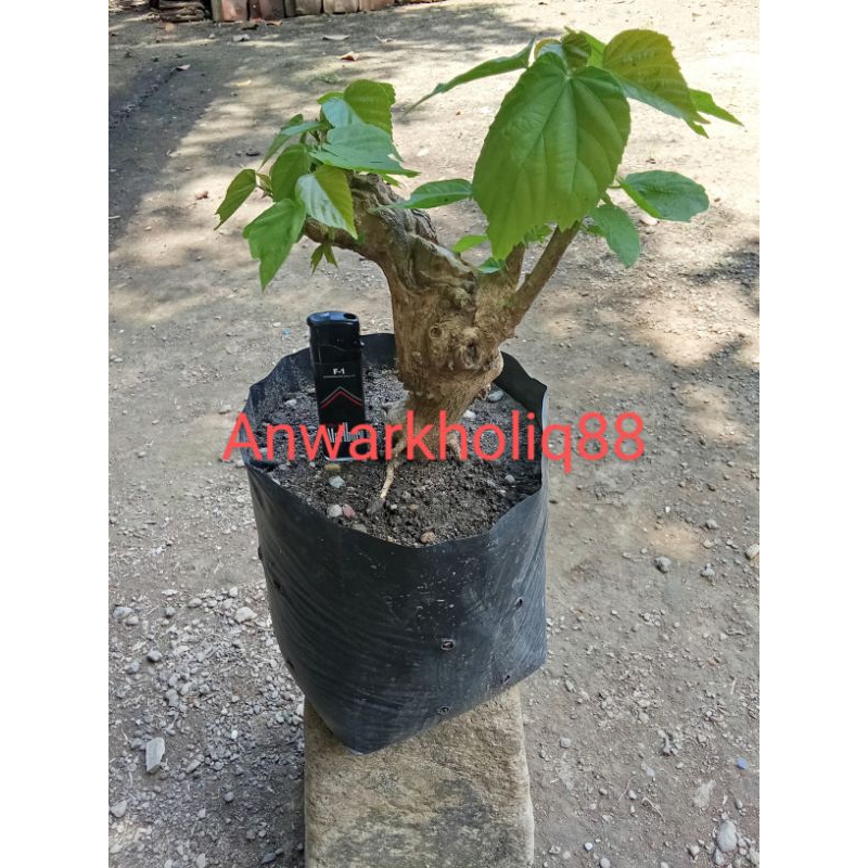 Jual pohon timoho dongkelan (small mame) | Shopee Indonesia