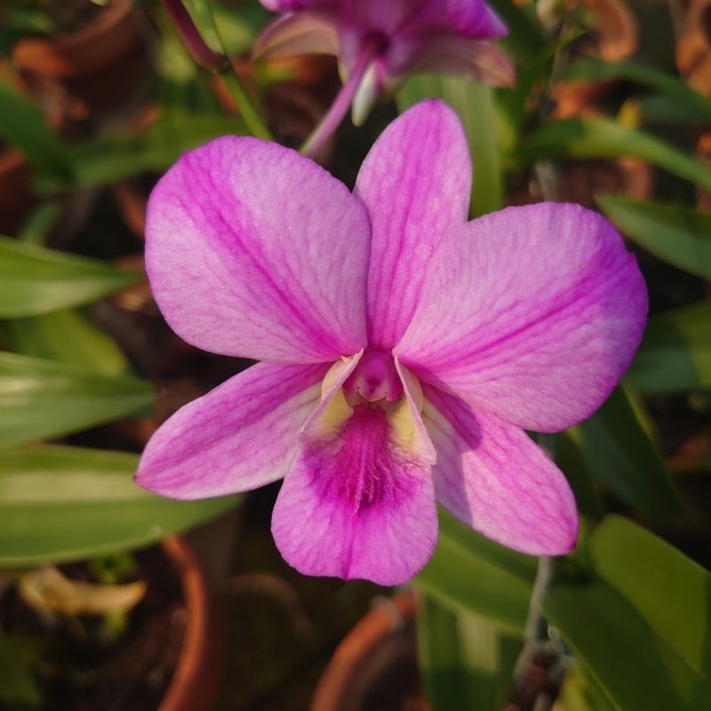 Jual Anggrek Dendrobium Popeye red | Shopee Indonesia