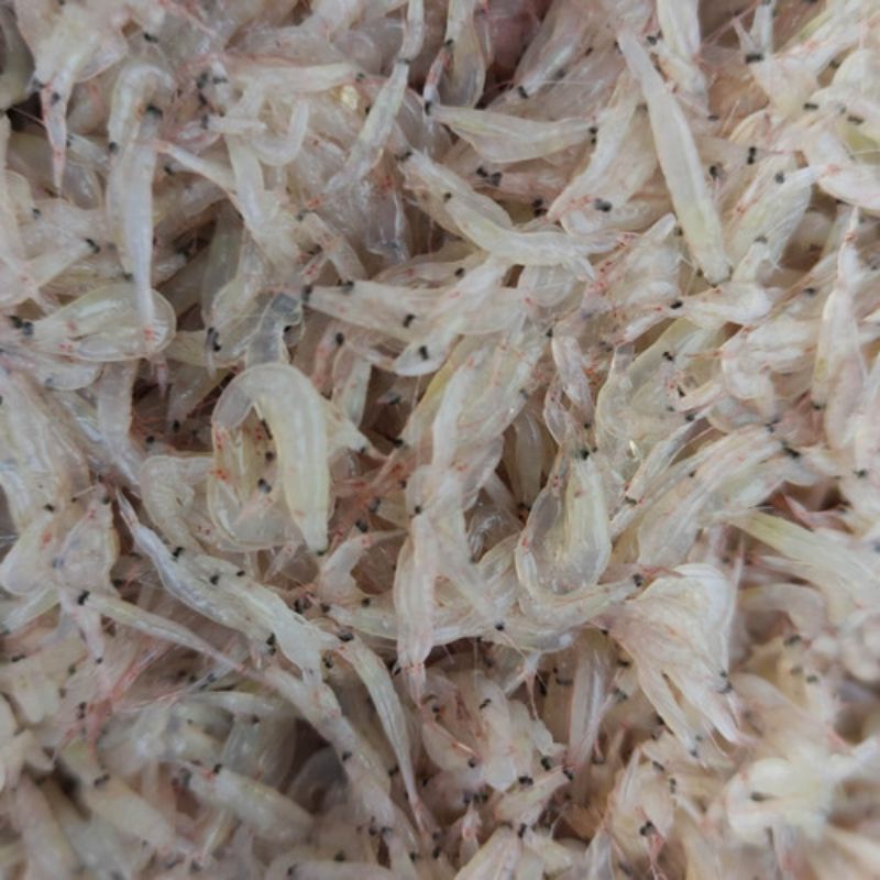 Jual udang rebon 100gr | Shopee Indonesia