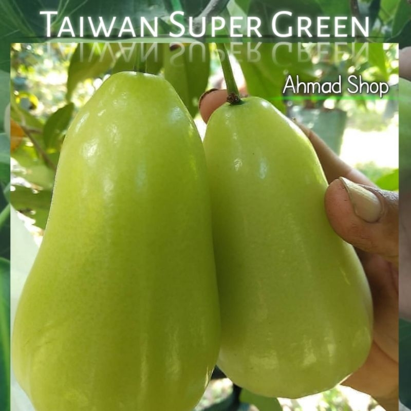 Jual Bibit Jambu Air Taiwan Super Green original bisa di tanam di pot ...