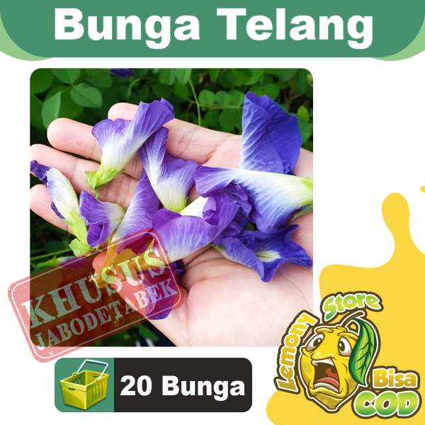 Jual Bunga Telang Biru Segar Obat Herbal 20 Bunga | Shopee Indonesia