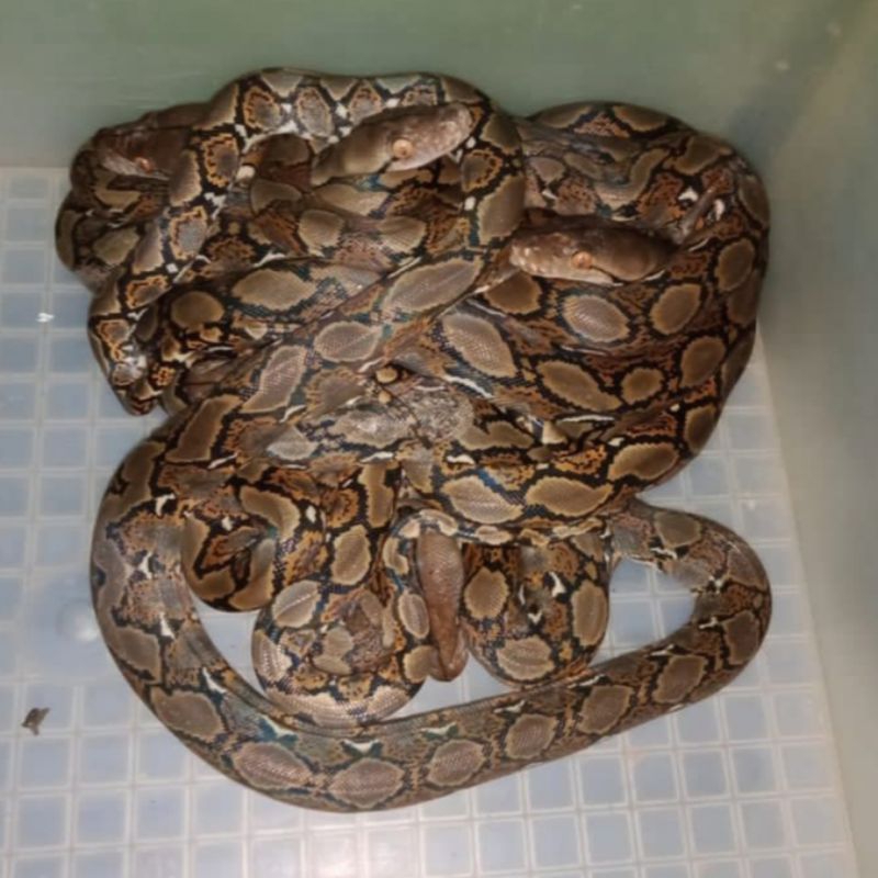 Jual lukisan retic kecil | Shopee Indonesia