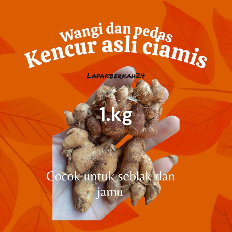 Jual kemasan ( 1.kg ) KENCUR/CIKUR SEGAR ASLI CIAMIS WANGI COCOK UNTUK ...