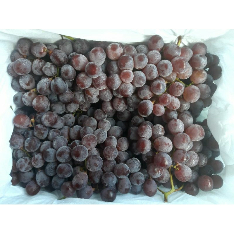 Jual Buah Anggur Merah RRC (250gr) | Shopee Indonesia