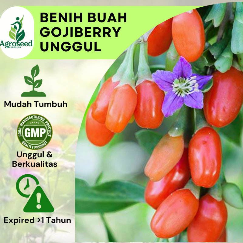 Jual 5 Benih GOJI BERRY PREMIUM SEED Buah Lebat Rasa Manis Dataran ...