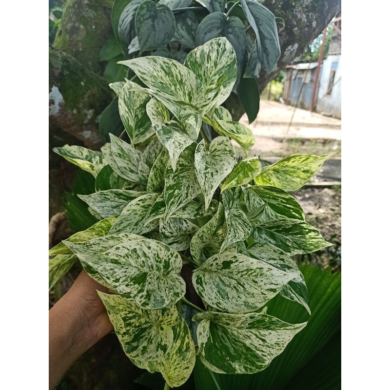 Jual Sirih Gading Marble / Marble Queen /Sirih Gading Putih ...