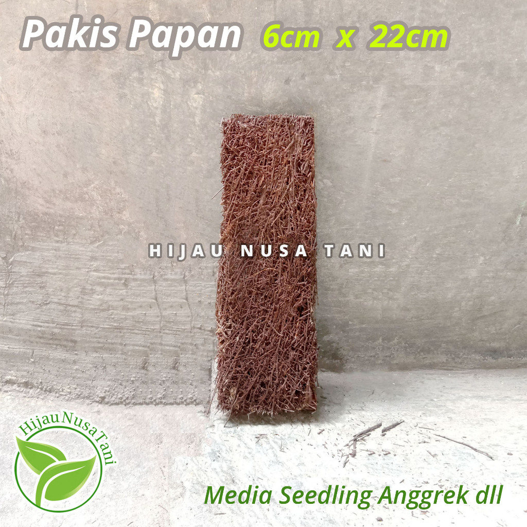 Jual Media PAKIS PAPAN MINI [ 6cm x 22cm ] - media tanam pembibitan ...