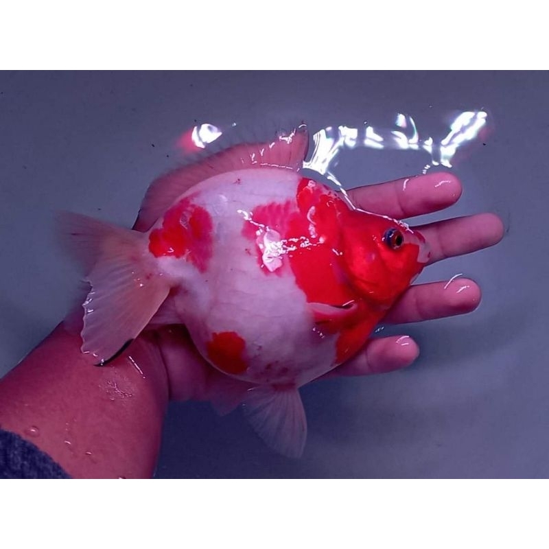 Jual Ikan Mas Koki Ryukin Spesial | Shopee Indonesia