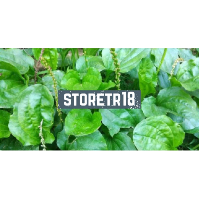 Jual Daun Sendok Atau Daun Ki Urat Segar 500 Gram | Shopee Indonesia