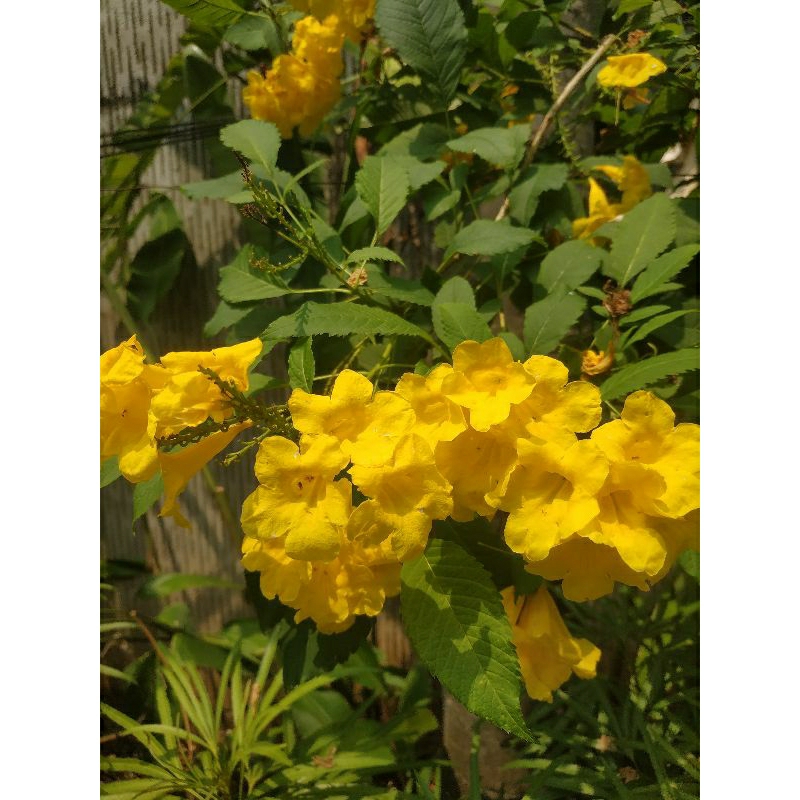 Jual Tanaman hias hidup bunga tecomaria Tanaman bunga tekomaria ...