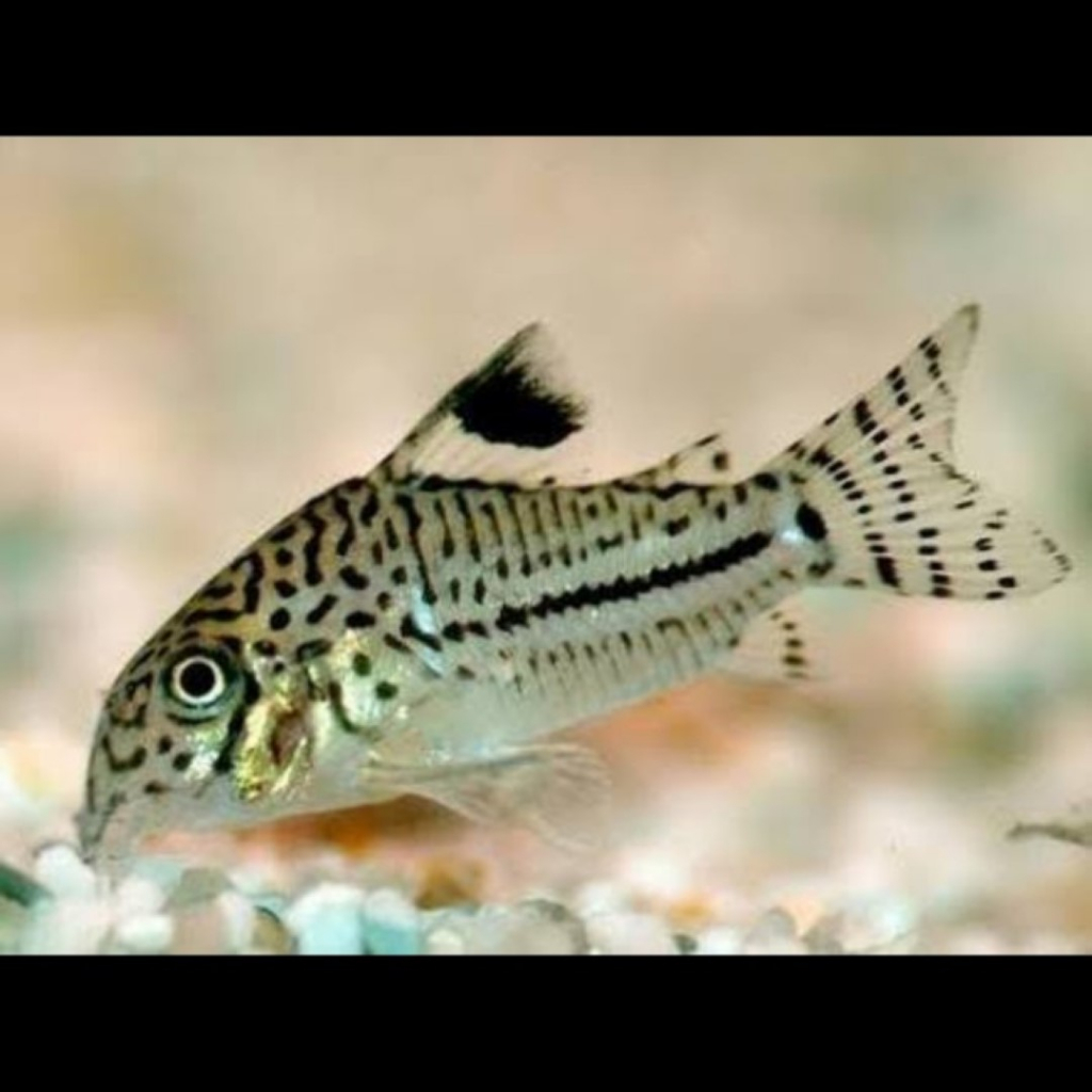 Jual ikan hias aquascape penghuni dasar corydoras juli size kecil ...