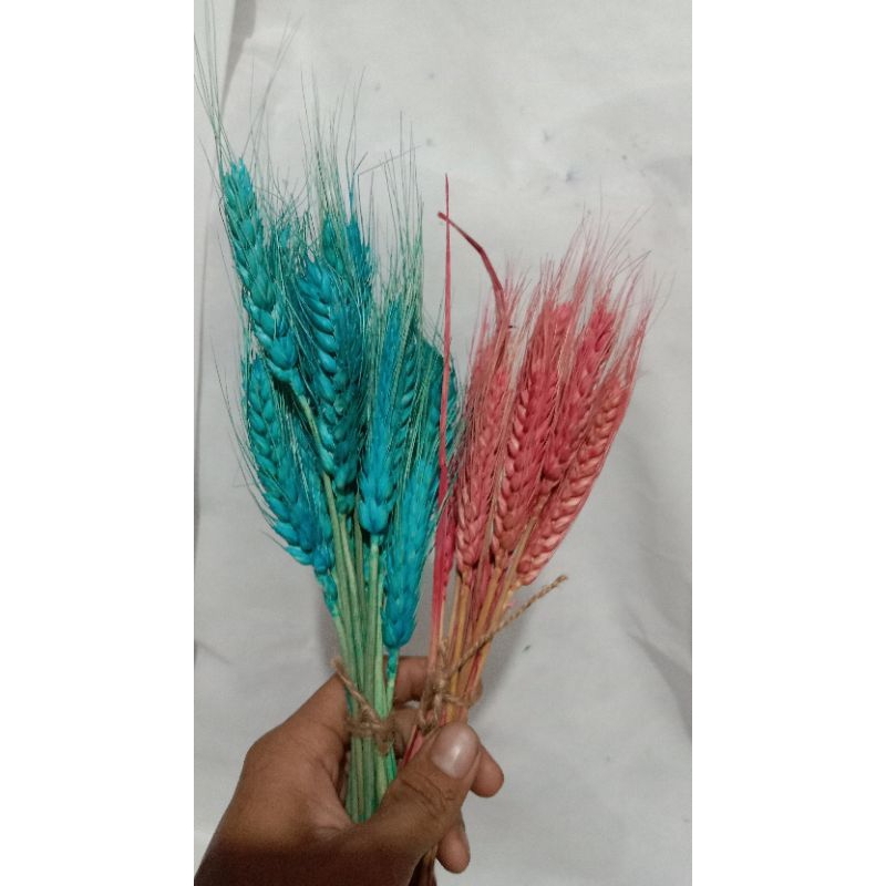 Jual dry flower Bunga gandum kering natural lokal per 5 batang murah ...