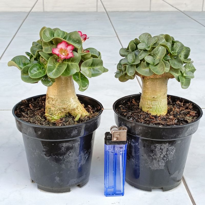 Jual Adenium Dha. LOTUS FLOWER ( varian arabikum ) | Shopee Indonesia